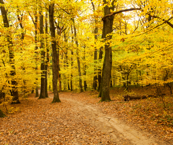 20 Inspiring Fall Photoshoot Ideas - Images by Dena