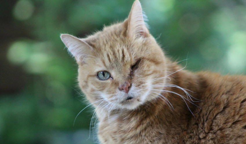 10 Examples Of A Blurry Background In Photography - Images by Dena