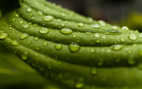 A Beginner's Guide To Exploring Macro Photography